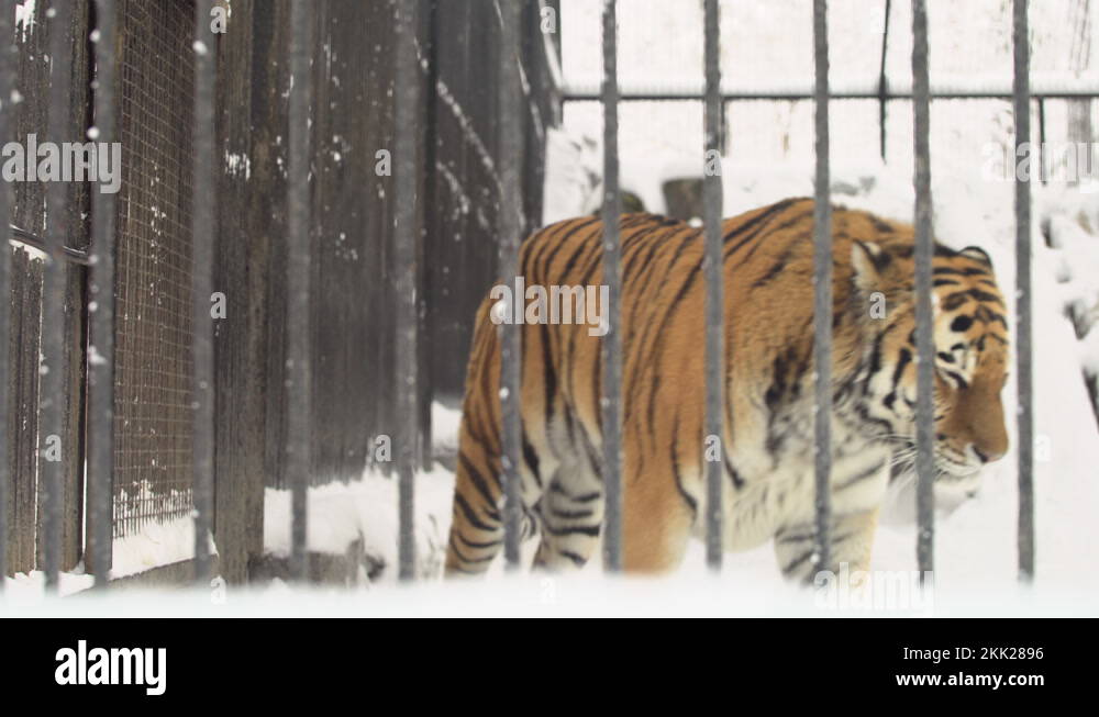 Amur tiger and russia Stock Videos & Footage - HD and 4K Video Clips ...