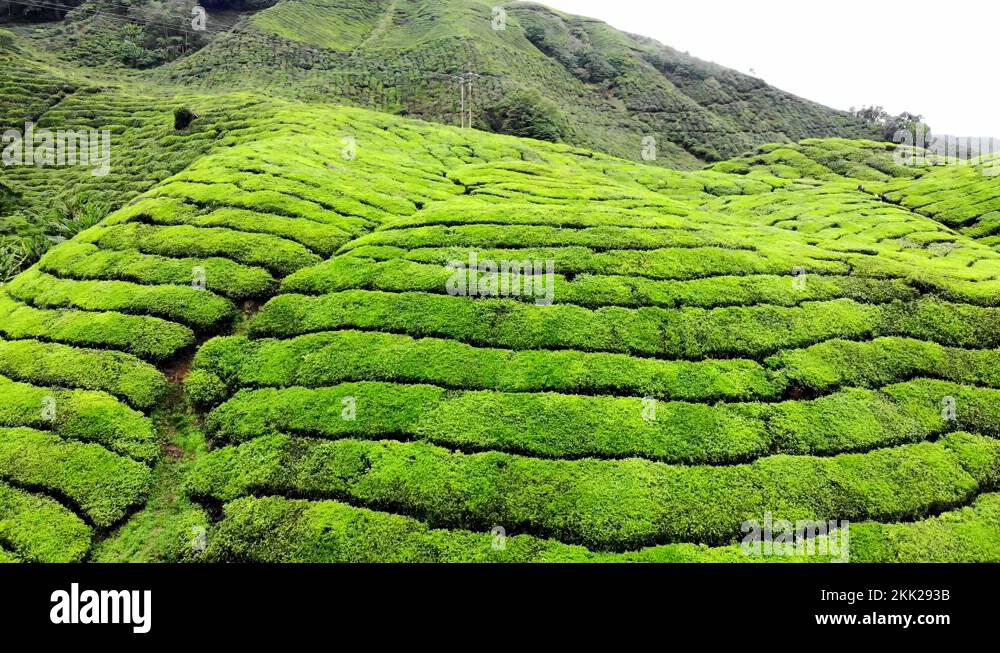 Tea lines Stock Videos & Footage - HD and 4K Video Clips - Alamy