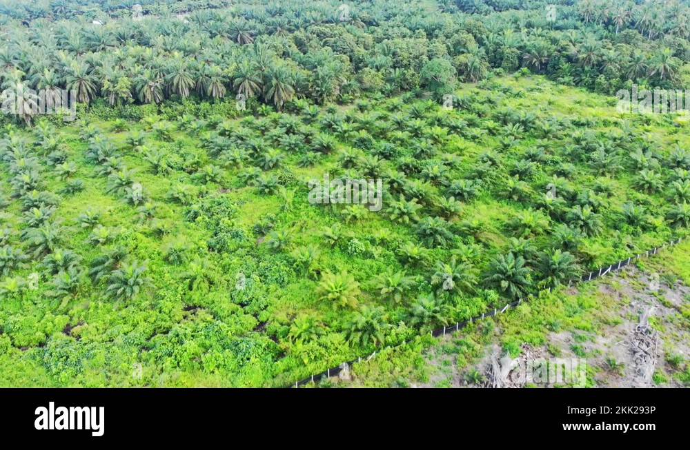 Oil palm forest in different stages of being planted and cultivated ...