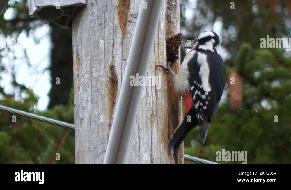 Pole forest Stock Videos & Footage - HD and 4K Video Clips - Alamy
