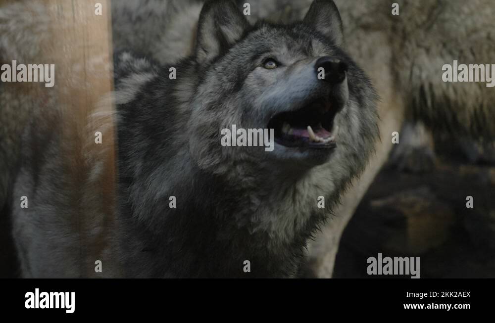 A Furry Grey Wolf Looking Up At Parc Omega Wolf Cabin In Quebec, Canada ...