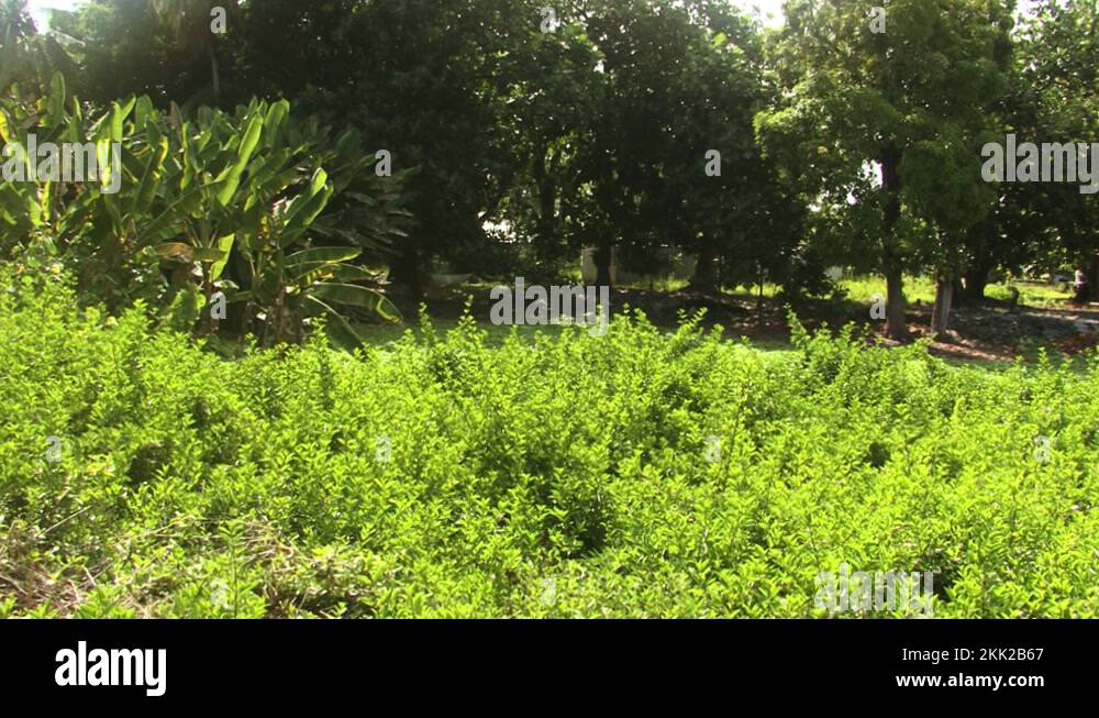 Trees and plants of Fanning Island Atoll, Republic of Kiribati Stock ...