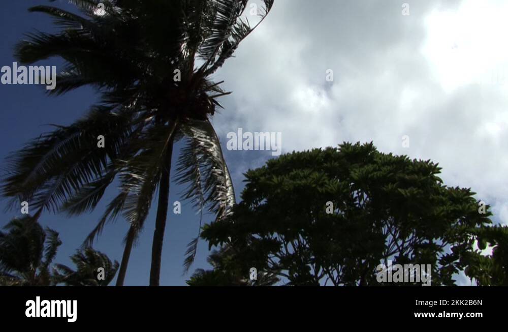 Coconut Palm Tree on Fanning Island Atoll, Republic of Kiribati Stock ...