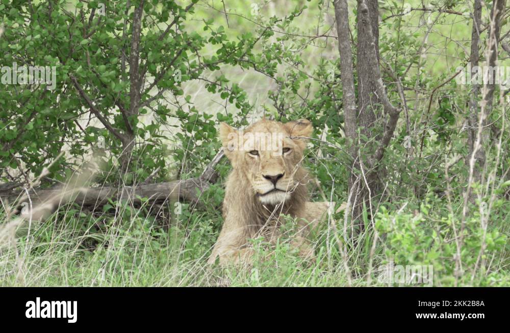 Male lion lies in Stock Videos & Footage - HD and 4K Video Clips - Alamy