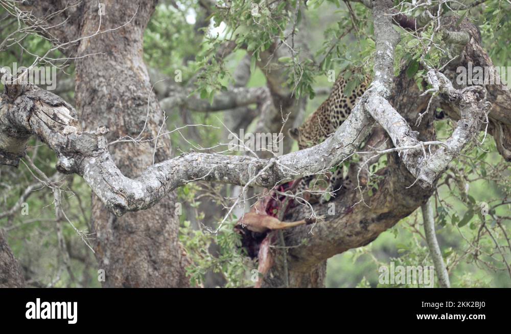 Tree carcass Stock Videos & Footage - HD and 4K Video Clips - Alamy