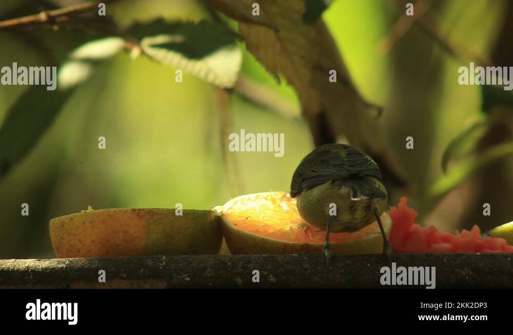 Birds of the Brazilian Savanna eat at a fruit feeder under the trees ...