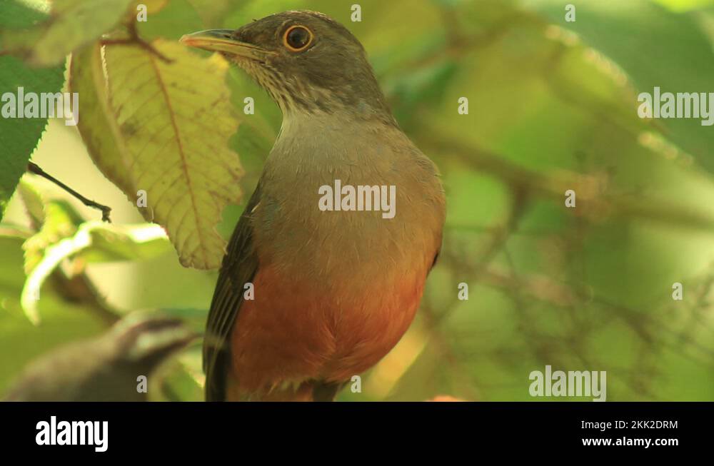 Brazilian national bird Stock Videos & Footage - HD and 4K Video Clips ...