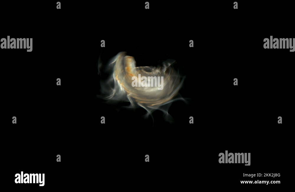part of Ctenophora with cilia under a microscope. For a while it still ...