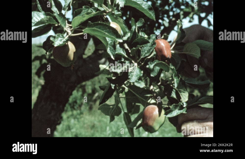 1950s: Person holds apple on branch of tree. Apple tree. People on ...