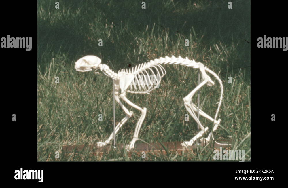 Skeleton in grass Stock Videos & Footage - HD and 4K Video Clips - Alamy