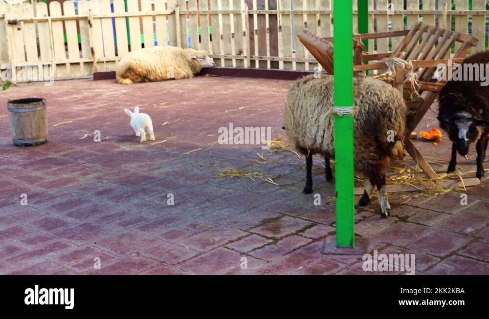 Animal in enclosure zoo Stock Videos & Footage - HD and 4K Video Clips ...