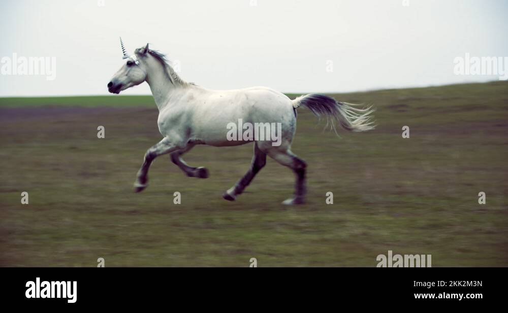 Running unicorn Stock Videos & Footage - HD and 4K Video Clips - Alamy