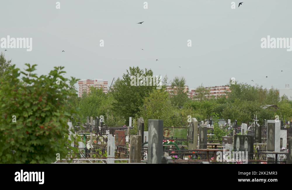 Black crows fly over gray stone graves, tombstones with names of people ...