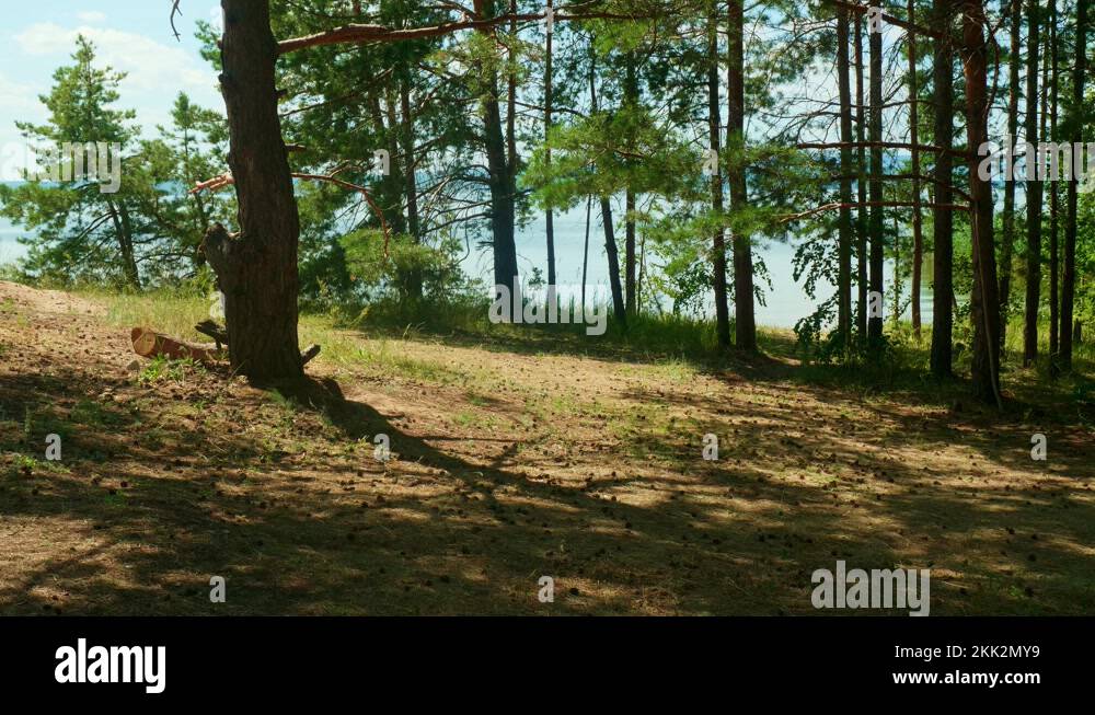 Frog angle Stock Videos & Footage - HD and 4K Video Clips - Alamy