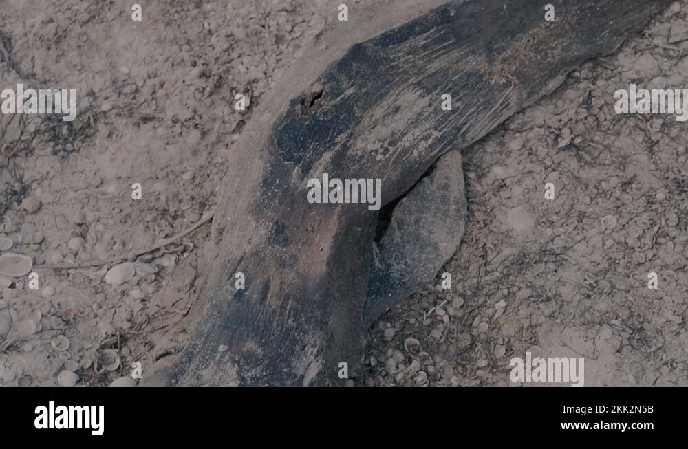 Dolphin. The corpse of a dolphin lies on the seashore Stock Video ...