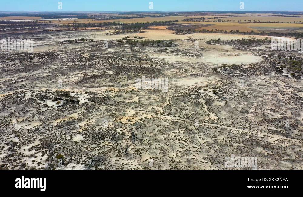 Australia tree bushfire recovery Stock Videos & Footage - HD and 4K ...