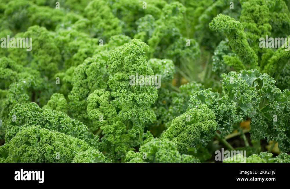 Cabbage leaf curly kale winter plant field leaves bio organic ...