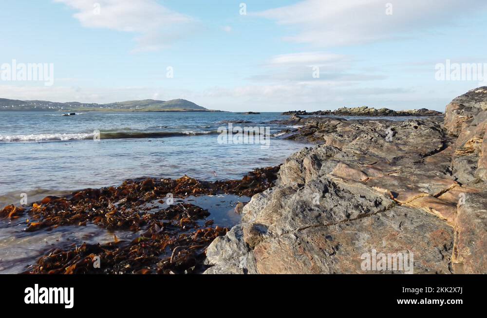 Kelp seaweed ireland Stock Videos & Footage - HD and 4K Video Clips - Alamy