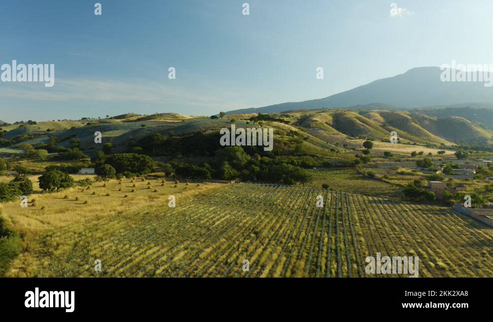Agave plant tequila cactus landscape Stock Videos & Footage - HD and 4K ...