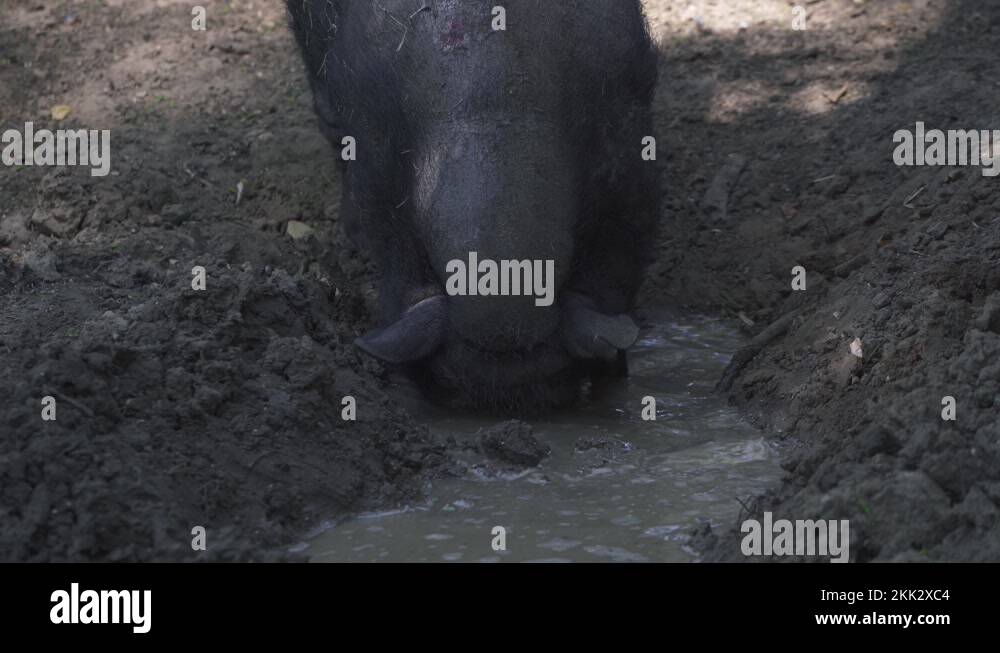 Standing in mud puddle Stock Videos & Footage - HD and 4K Video Clips ...