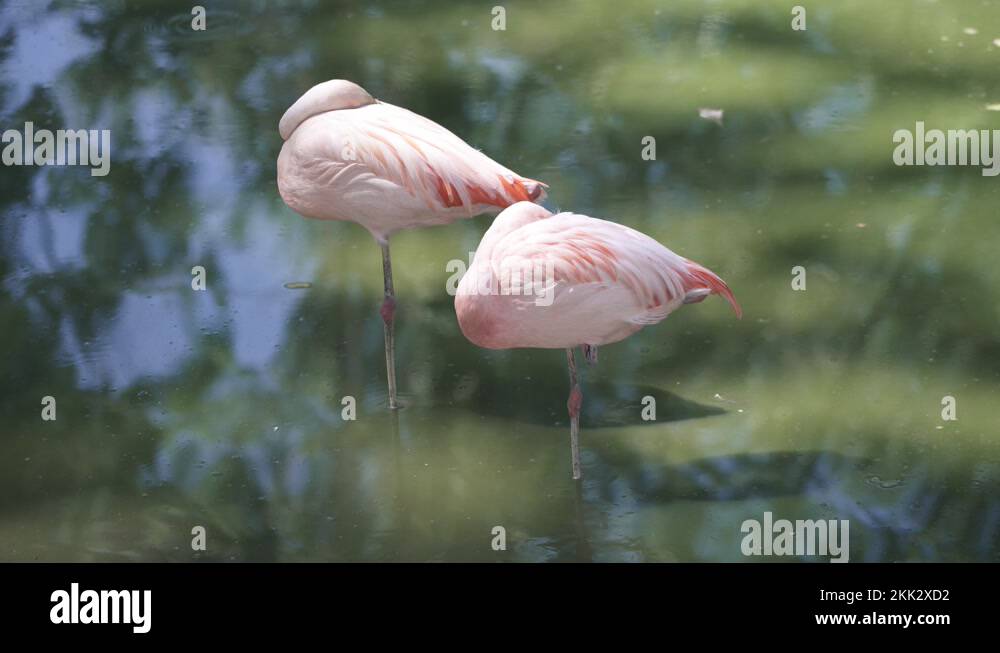 Flamingo resting on one leg sleeping flamingo Stock Videos & Footage ...