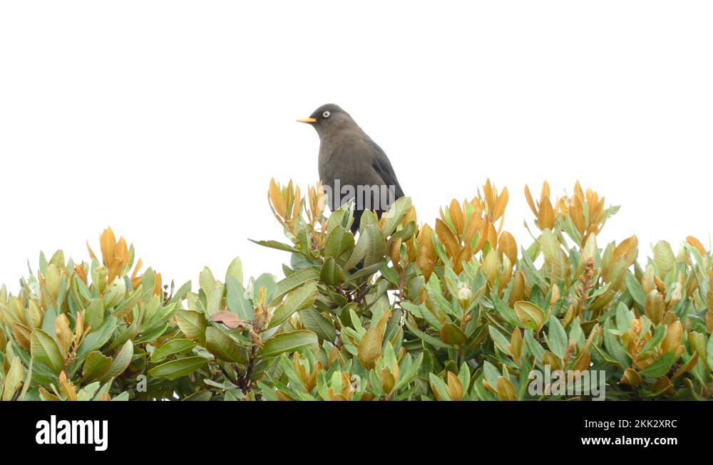 Vigilant bird Stock Videos & Footage - HD and 4K Video Clips - Alamy
