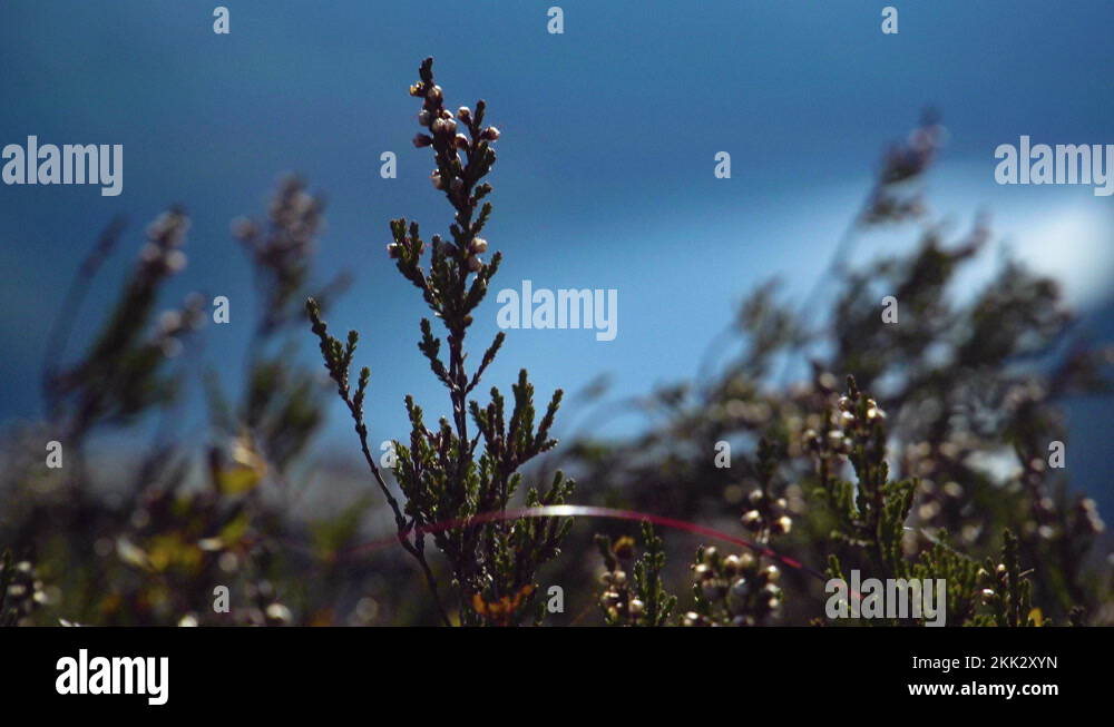 Heather food plant Stock Videos & Footage - HD and 4K Video Clips - Alamy