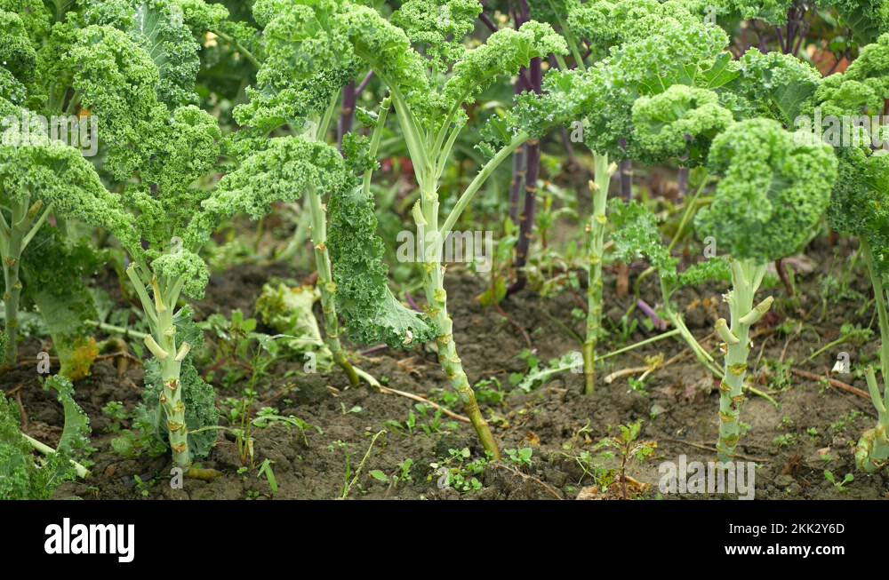 Cabbage leaf curly kale winter plant field leaves bio organic ...