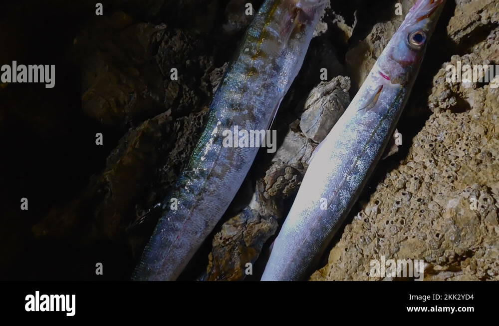 Barracuda fishing Stock Videos & Footage - HD and 4K Video Clips - Alamy