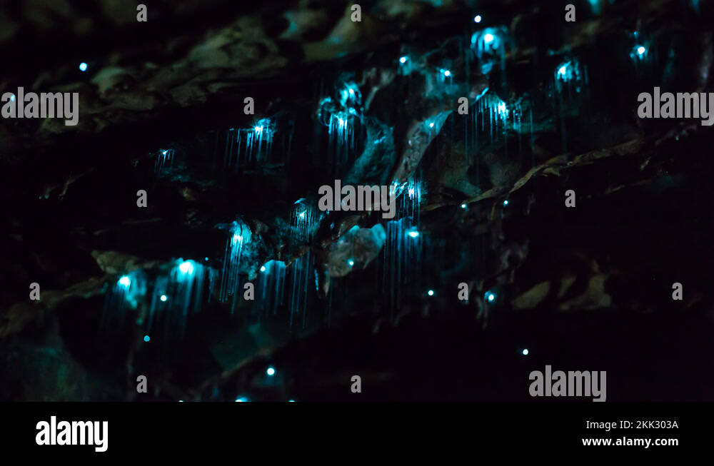 Waitomo cave Stock Videos & Footage - HD and 4K Video Clips - Alamy