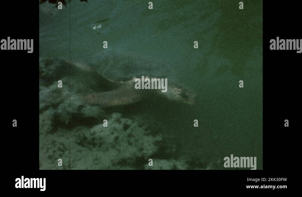 1960s: Large sea turtle, manta ray, aquatic creatures swim, feed in ...