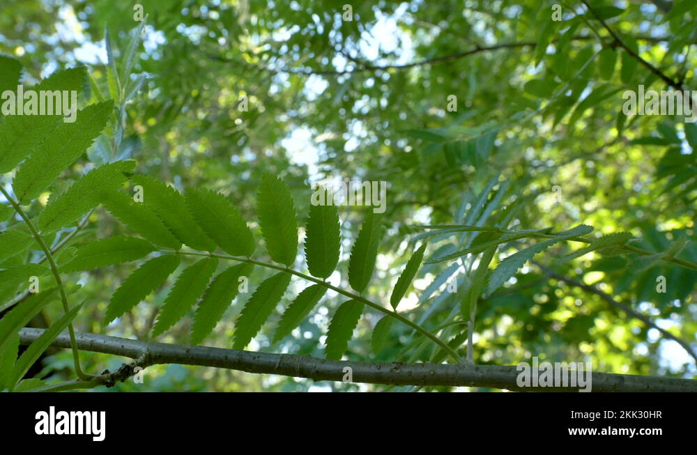 Sorbus aucuparia tree Stock Videos & Footage - HD and 4K Video Clips ...