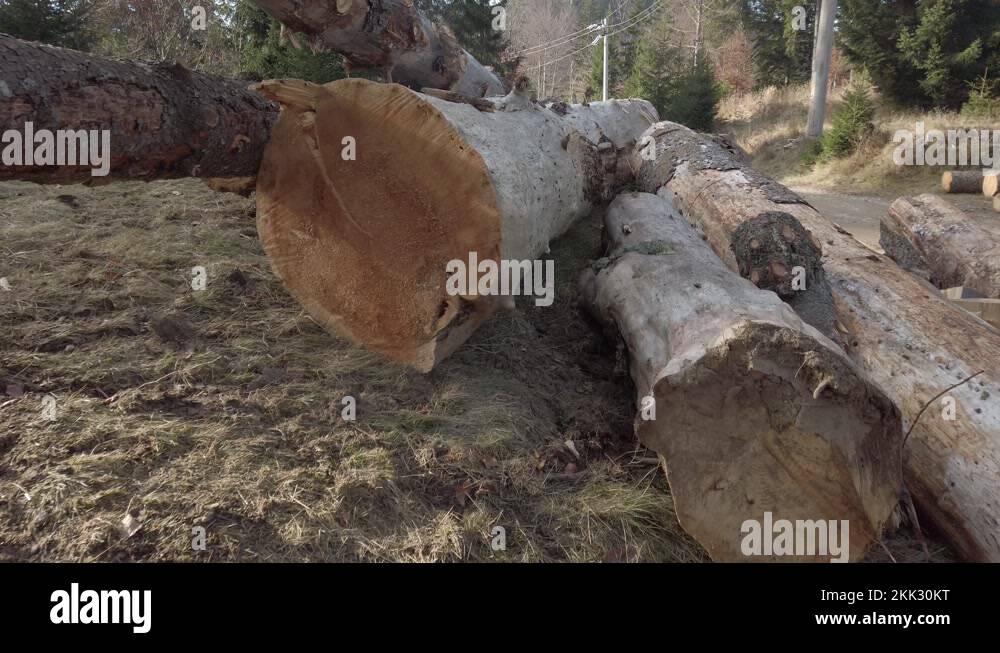 Logging practices Stock Videos & Footage - HD and 4K Video Clips - Alamy