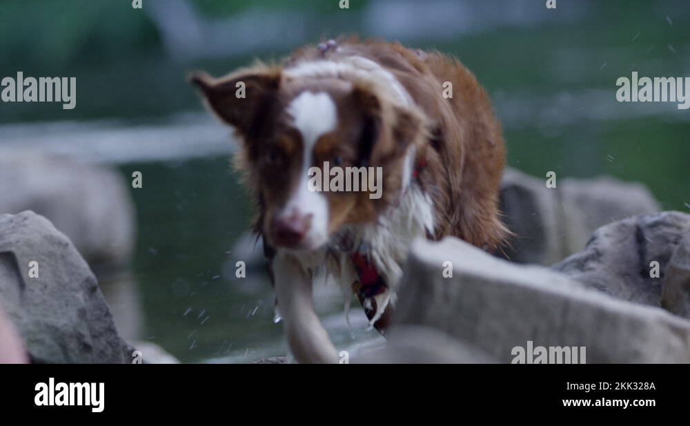 Soaking wet dog Stock Videos & Footage - HD and 4K Video Clips - Alamy