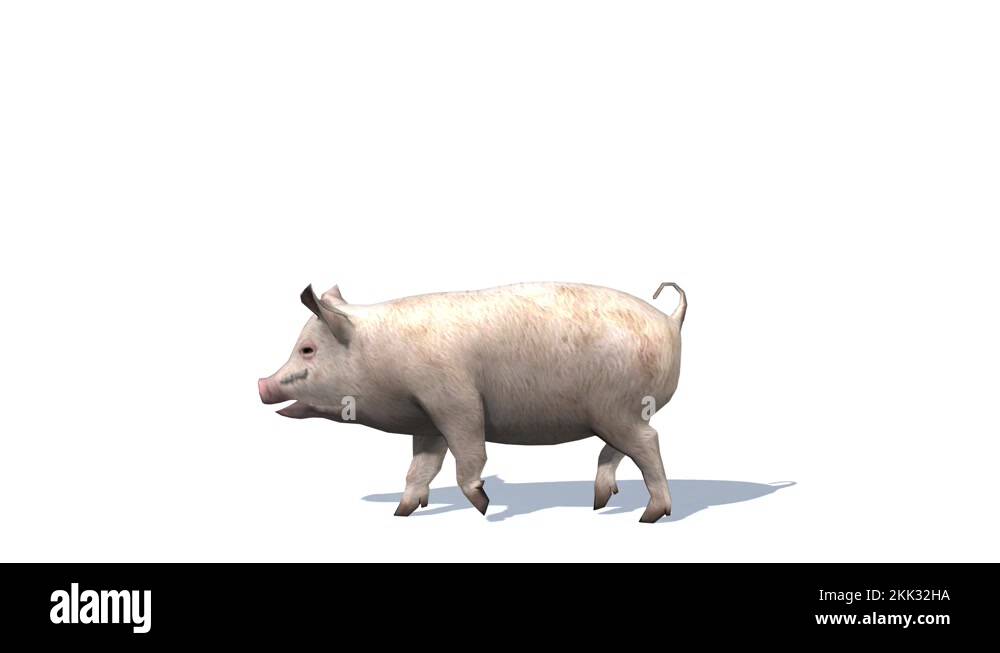 Pig shadow Stock Videos & Footage - HD and 4K Video Clips - Alamy