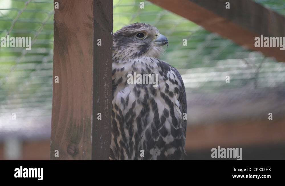 Zoological raptor Stock Videos & Footage - HD and 4K Video Clips - Alamy