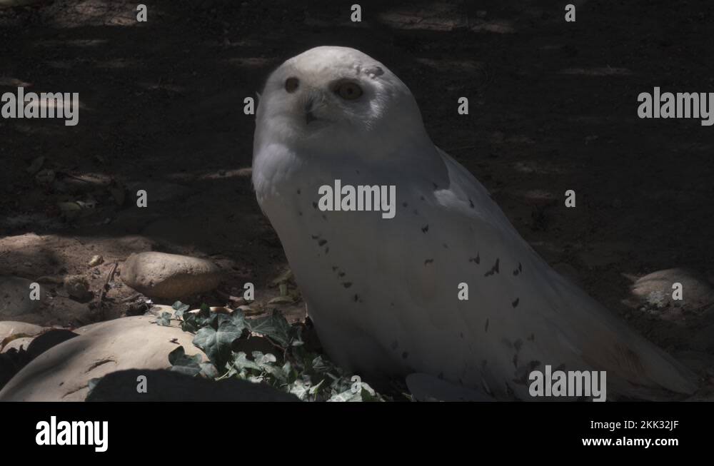 Harry potter hedwig owl Stock Videos & Footage - HD and 4K Video Clips ...