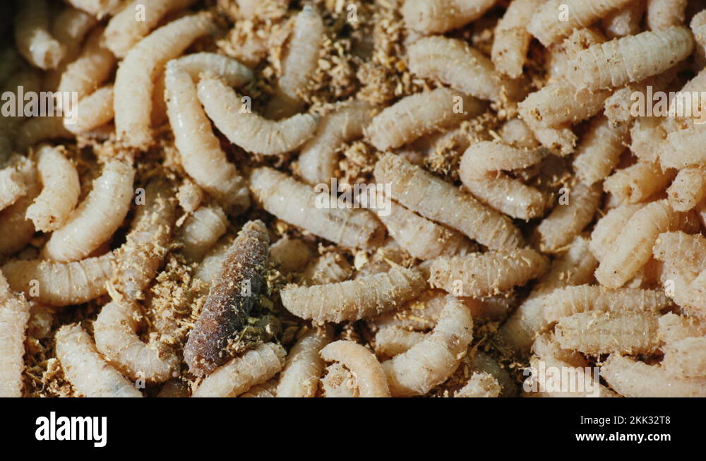Live maggots Stock Videos & Footage - HD and 4K Video Clips - Alamy
