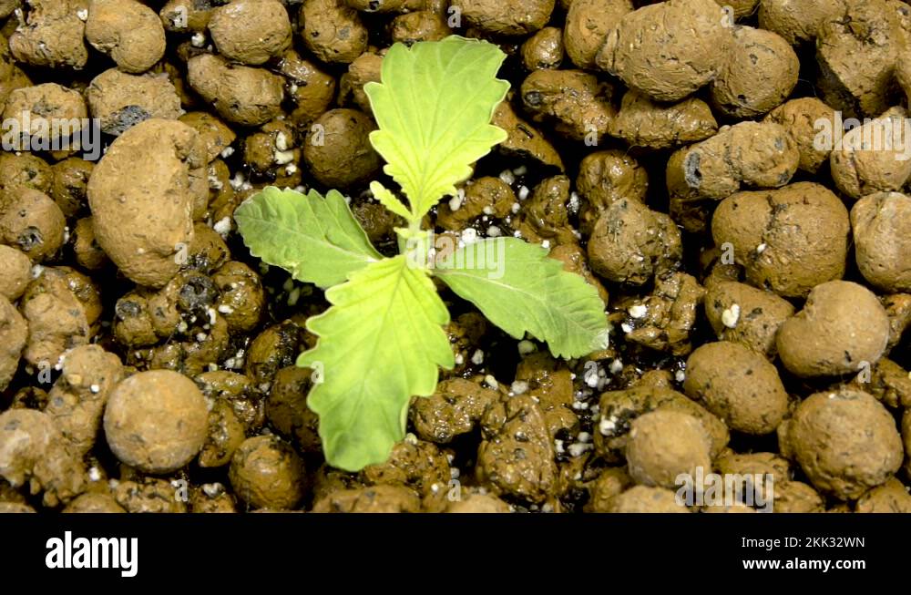 Clay weed Stock Videos & Footage - HD and 4K Video Clips - Alamy