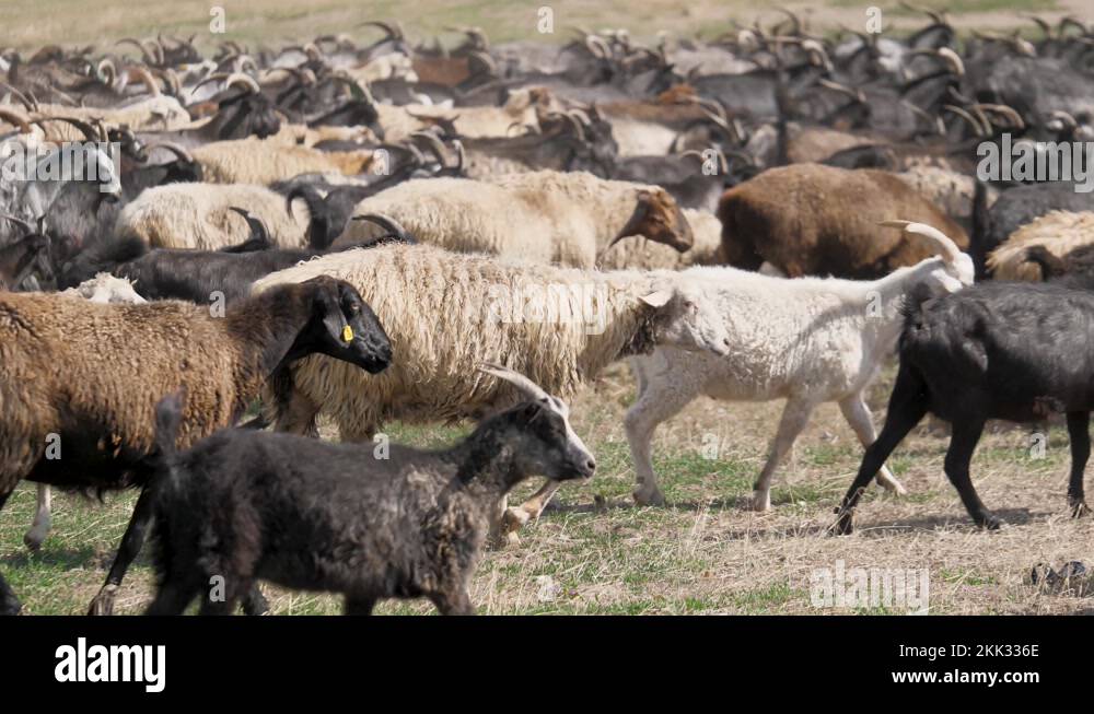 Raising sheep Stock Videos & Footage - HD and 4K Video Clips - Alamy