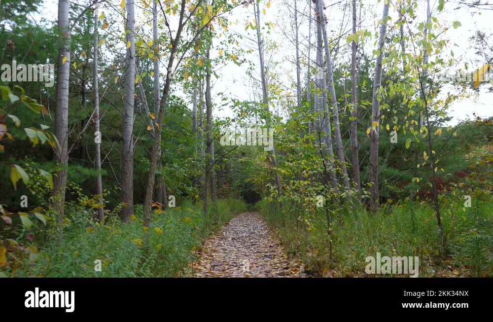 Narrow leaf covered walking trail Stock Videos & Footage - HD and 4K ...