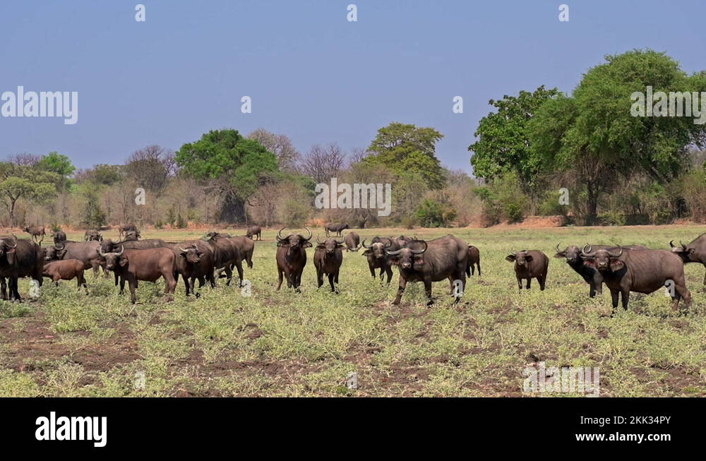 herd of African buffalo or Cape buffalo (Syncerus caffer Stock Video ...