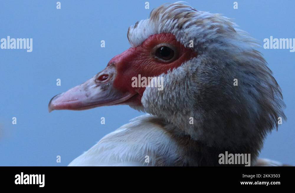 Duck white bird with red face muscovy duck Stock Videos & Footage - HD ...