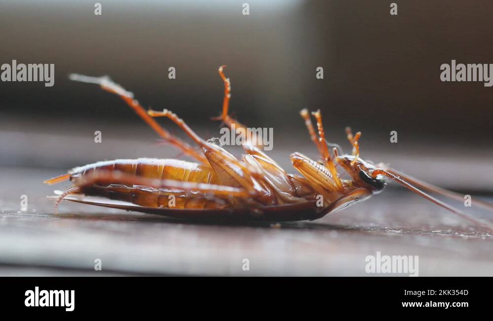 insect repellent. dying cockroach close up. insecticide and pesticide ...