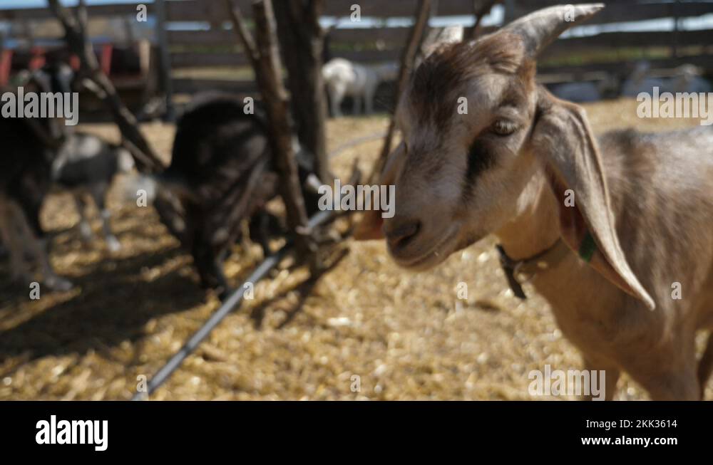 White and light brown goat Stock Videos & Footage - HD and 4K Video ...