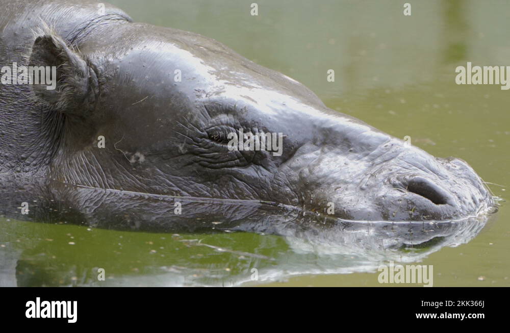 Black and white hippo Stock Videos & Footage - HD and 4K Video Clips ...