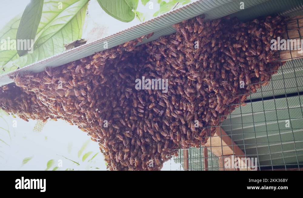 Livestock movements Stock Videos & Footage - HD and 4K Video Clips - Alamy