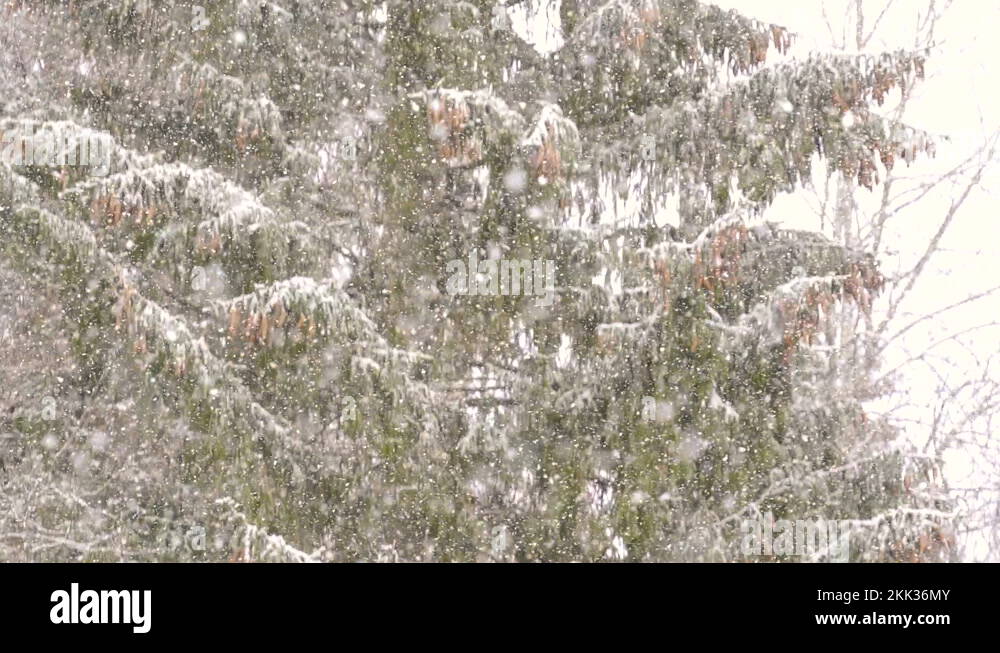 Snow from the sky Stock Videos & Footage - HD and 4K Video Clips - Alamy