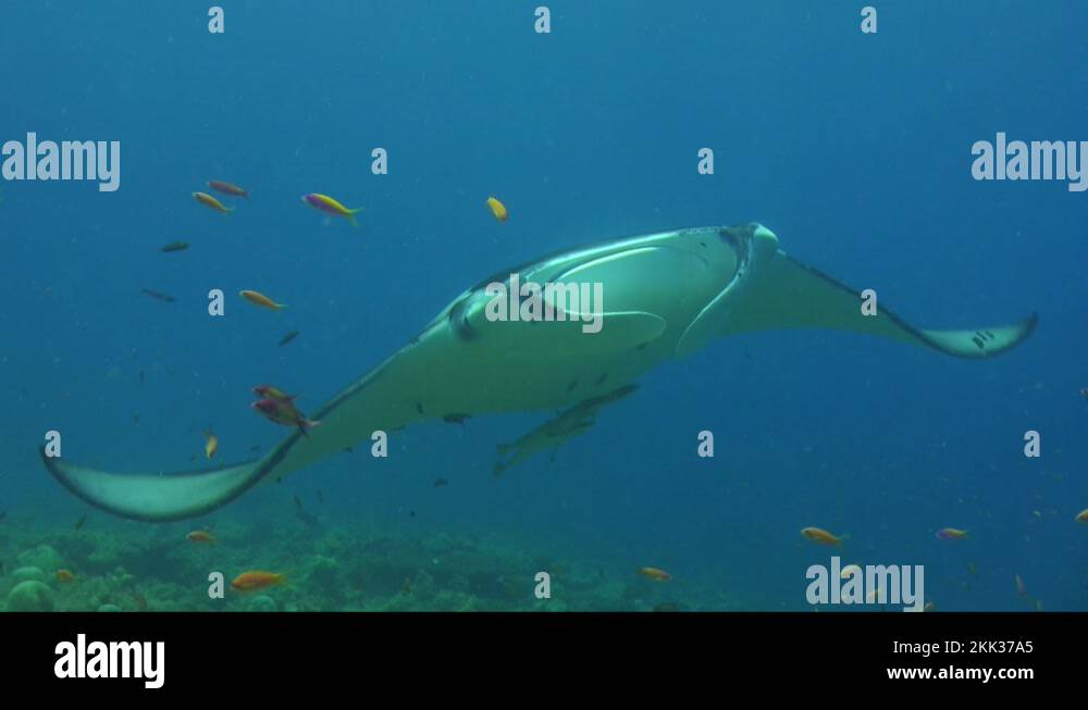 Mantaalfredi Stock Videos & Footage - HD and 4K Video Clips - Alamy