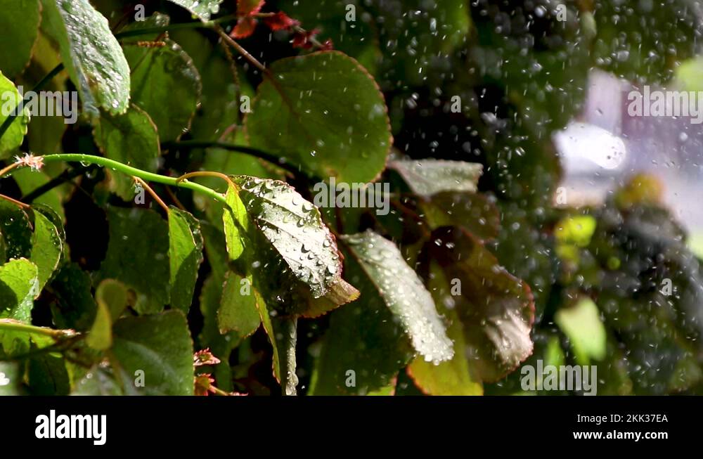 Getting soaked Stock Videos & Footage - HD and 4K Video Clips - Alamy